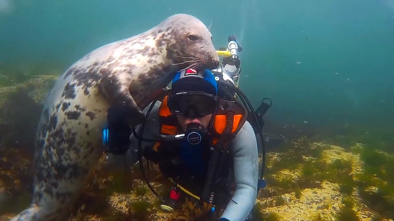 Tuljan je potapšao ronioca po ramenu: Kada se okrenuo, imao je što vidjeti!