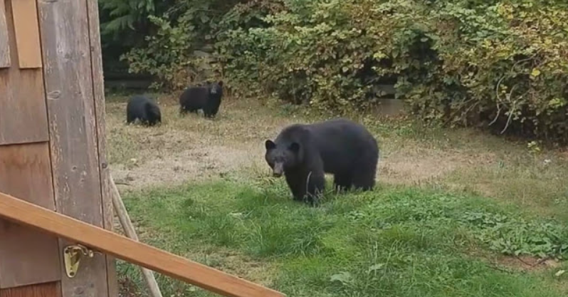 Vidio je medvjedicu i dva medvjedića kako se igraju u njegovom dvorištu ...