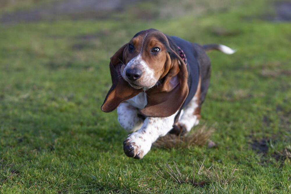 Nauka je rekla svoje: Ovo su 10 najlepših rasa pasa koje svakog otope ...